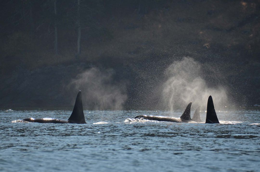 Southern Resident killer whales | Orca Behavior Institute